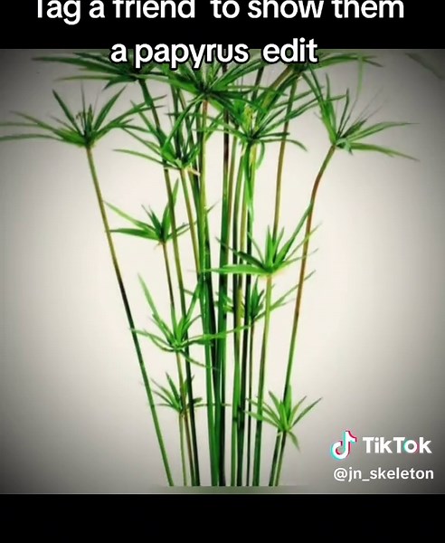 Papyrus Edit: Cartoon Animation and Disbelief Edits