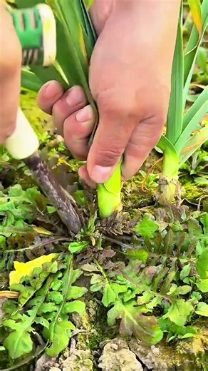 Effective technique for harvesting spring onions with simple tools