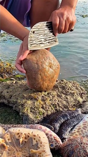 This RARE Starfish EXPLODED with Water!