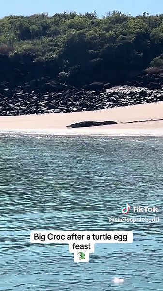 Big Croc Feasts on Turtle Eggs in The Kimberley