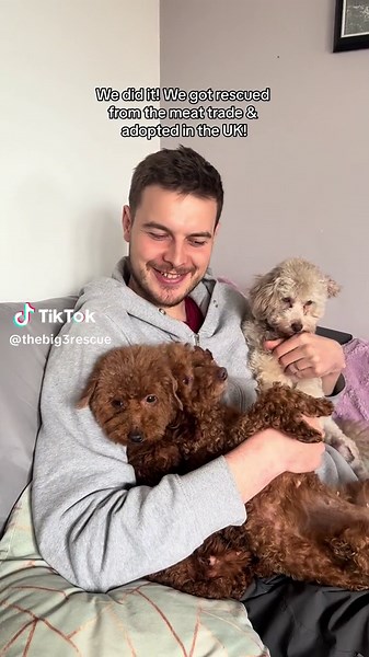 Consider Adopting a Rescue Dog Today