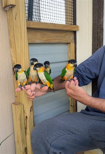 Meet Adorable Black-Headed Caique Babies