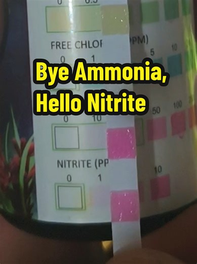 Ammonia is finally gone, but the Nitrite levels are testing my patience! 📉 Looking for some expert advice from the fishkeeping community. How do you handle a stubborn spike like this? Help a brother out! 🙏 #aquariumhobby #fishkeepingphilippines #nitrogencycle #bettakeepers #aquariumtips