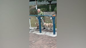 Dogs Hitting the Gym with Grandpa | Funny Dog Workout Video