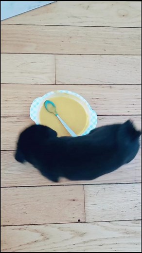 A Day in My Life: Special Needs Eating Habits with my Cute Puppy