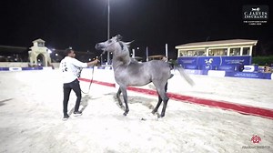 15K views · 458 reactions | The Egyptian Event Cairo 2024 (Class 4) SE Colts 2 Years Old (Class 4) Showcasing Ibn Rahma Dorra, a 2022 colt with a royal lineage from NOUR AL BAWADY and RAHMA EL SHERUK. Bred by DORRA STUD is now proudly owned by H.M.K STUD | Arabian Essence di Elvis Giughera | Facebook