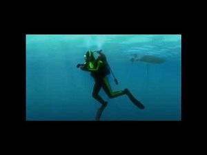 Finding Nemo Nemo Gets Kidnapped.