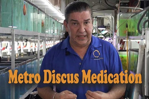 Metro Discus Medication (metronidazole) - Jack Wattley Discus
