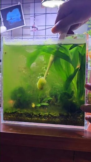 “How to Clean a Planted Fish Tank Properly 🌿🐠 | Easy Step-by-Step Guide”