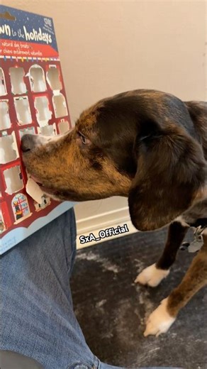 Advent Calendar day 18 for Rocky, the struggles are real with these!😅🗓️🎄🐶❤️