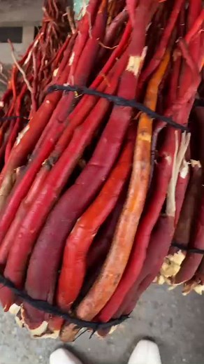 🥰NGON - BỔ - ĐẸP LÀ ĐÂY🥰 🌸Đưa sắc đỏ vùng cao về xuôi. Sâm cau đỏ nếp giờ cực hiếm, có hàng là tốt lắm rồi ạ. Ngâm rượu uống ngon tuyệt luôn. Bác nào lấy liên hệ với em nhé. 🌸SÂM CAU ĐỎ NHIỀU CÔNG DỤNG QUÝ, HÌNH THỨC ĐẸP🌸💪💪💪 🌴 Sâm cau Đỏ là một sản vật quý, một vị thuốc quý của núi rừng Tây Bắc có vị ngọt mát mùi thơm nhẹ. 💊💊. Củ sâm cau Đỏ tươi có tác dụng bồi bổ cơ thể, thanh nhiệt giải độc rất tốt. Sâm cau Đỏ có tác dụng 💊💊💊 tăng cường khả năng tình dục phòng the cho cả nam giới