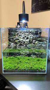 24K views · 335 reactions | A quick water change on my DIY slate wall tank! #moss #bucephalandra #slate #dakuaquatics #fishkeeping #aquarium #aquariumhobby #fish #aquascape #freshwateraquarium #aquariumfish #plantedtank #aquariums #tropicalfish #fishkeeper #aquascaping #aquariumlife #plantedaquarium #nanofish #aquariumsofinstagram #freshwaterfish #freshwatertank #aquascaper #natureaquarium #freshwater #fishofinstagram #nature #nanotank #fishroom | Daku Aquatics | Facebook