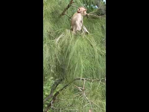 Monkey Play On The Tree