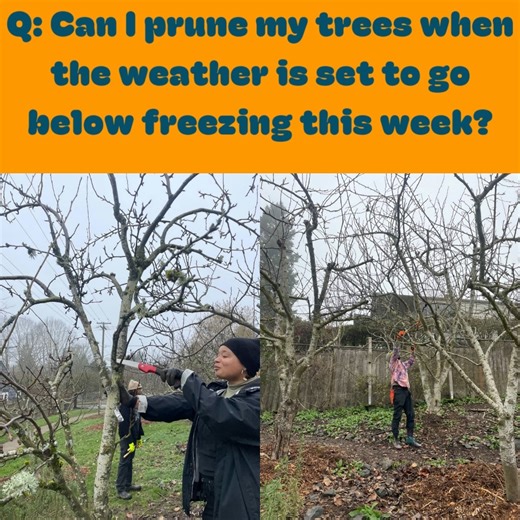 Yes, you can still prune your trees (or schedule pruning with us!) while the temperatures at night are below freezing, as long as daytime temps hold to well above freezing. Frizen water in branches can "crack" rather than cut the wood, so your want to steer clear of pruning during days when the temperatures are below freezing. 🌥️🌬️ | Portland Fruit Tree Project
