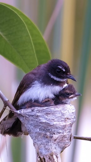 3.6M views · 40K reactions | Birdie and Mom: Nesting to Soaring! ID: WI5aHU6 #bird #wildlife #wildlifephotography #nature | HAWI Studios | Facebook