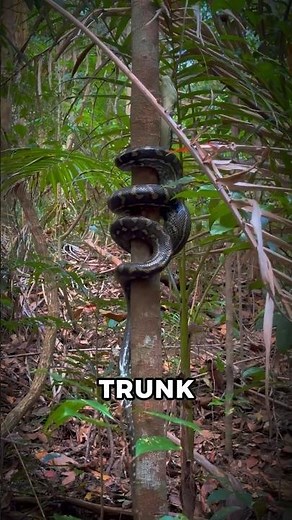 How Snakes Climb Trees with a Lasso Move! 🐍🤯