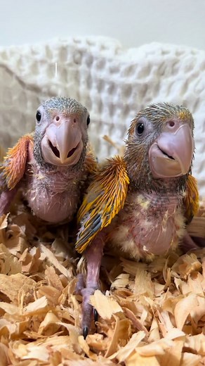 Baby Golden Conure are the cutest. Golden’s are very energetic but very affectionate and loyal birds, always wanting to play. So cute! #parrot #bird #fyp #miami #parrotlovers #Parrots #cute #birdowner #exoticparrot #birdstore #birdfood #birds #birdwatchers #viral #aww #parrotowner #floridaparrot #handfeeding #babybird #babyparrot #adorable #bird #babybirds #babyparrot #cockatoo #galah #enrichment #amazon #goldenconure