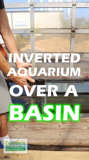 INVERTED AQUARIUM OVER A BASIN! This is how I am going to SEE the INVISIBLE FISH! IT WORKS! What do you think? TANK ON! #inverted #invertedaquarium #invertedfishtank #invisible #invisiblefish #fish #fishy #aquariumfish #howto #tips #tipsandtricks #wow #build #heavyduty #freshwaterfish | Dustin's Fishtanks