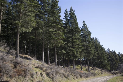 How the forestry planting ballot will work