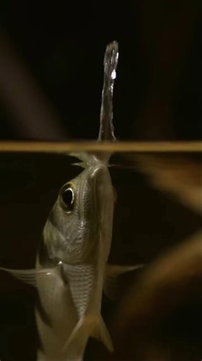 World’s Deadliest Archer Fish: Nature’s Water Sniper That Never Misses