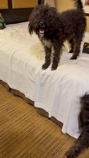 6.8K views · 96 reactions | Let’s focus on helping the dogs. I know...