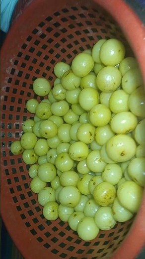 Amla Powder Benefits | Natural Glow & Weight Loss Magic