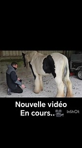378K views · 6.3K reactions | Nouvelle vidéo en cours.. #bienetrecheval #loireatlantique #soinenergetique #guerisonspirituelle | Symbi'ose énergie | Facebook