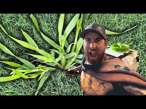 Kill Crabgrass NOW! With This Simple Method!