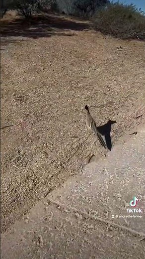 Real life roadrunner