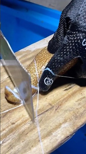 Catch & Cook Sea Cucumber: Fresh Cut, Clean & Prep Adventure! 🌊🔪