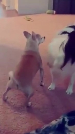 Funny Dog Twerking Video Compilation