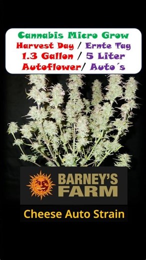 Barney´s Farm – Cheese Auto – Harvest Day / Erntetag – 4K Video #cannabiscommunity #indoorgrowing