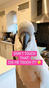 1M views · 24K reactions | This video was viral for SO long! Millions and millions of views. Pink Floyd was such a funny. He knew exactly what I was saying and he just defied me. I had a lot of people not liking it they didn't see the beauty of his thought process, instead of focusing on how smart he was, they focused on me for saying "Don't touch it", blah blah blah lol #funnyanimals #Smarty #cuteanimals #pets #birdlife | Lucky Lou and Coco Too | Facebook