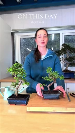 Chinese Elm Bonsai: Easy Indoor Plant for Beginners