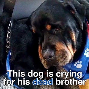 9.1M views · 1.1K reactions | Show this to anyone who says animals do not have feelings | Daily Mail Video | Facebook