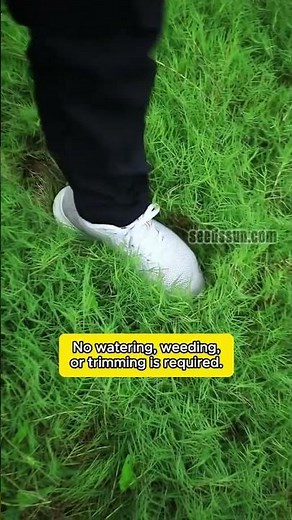 Evergreen Dwarf Grass Seed