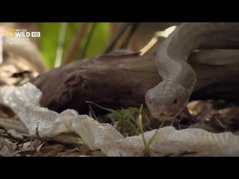 The Most Dangerous Snake Discovery Channel Documentary 2017