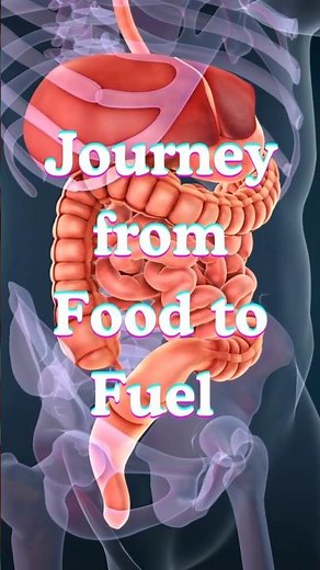 How Your Body Turns Food into Energy 🍎 | The Digestive System Explained!