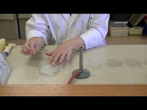 How to prepare spread plates