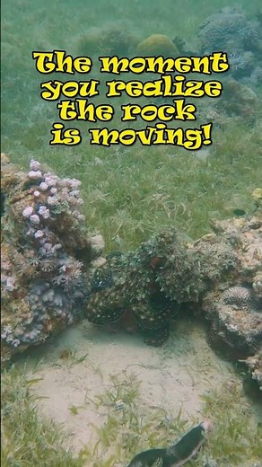 When you realize the rock is moving |🐙 Incredible Octopus Encounter
