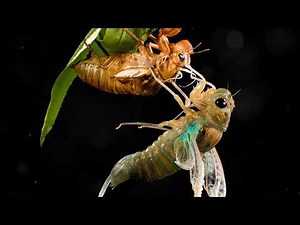 The Fascinating Life Cycle of Cicadas