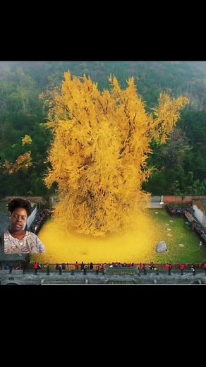 I’m absolutely in love and obsessed with this tree! The Chinese ginkgo tree 💛 It’s definitely on my bucket list to see because I love a good leaf color change in fall! Did you know this tree exists!? absolutely stunning! #ginkotree #chineseginkgo #maidenhair #fallleaves #beautifultrees #greenscreen