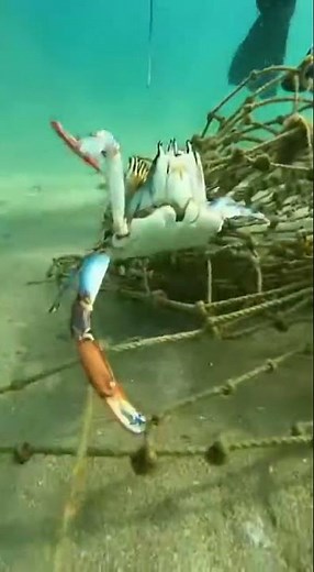 Divers Cut Nets to Save Trapped Crabs