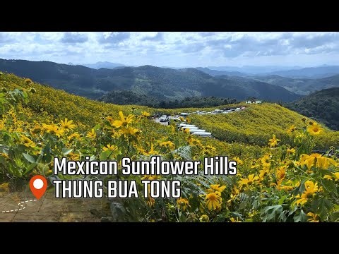 🇹🇭 Thung Bua Tong Mexican Wild Sunflower Hills | Mae Hong Son