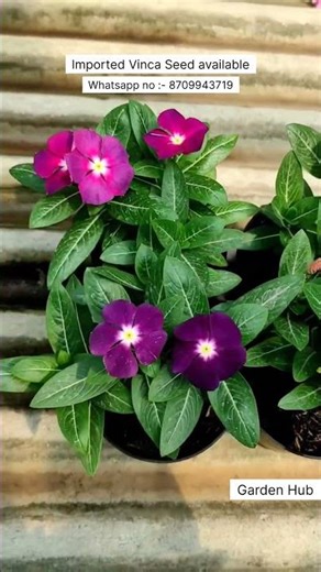 Rare Thailand Imported Vinca Flower Seed Online 🪴 #vinca #flowers #plants #garden