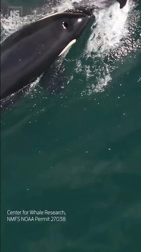 Orcas groom each other with tools made of kelp 🐳🌱