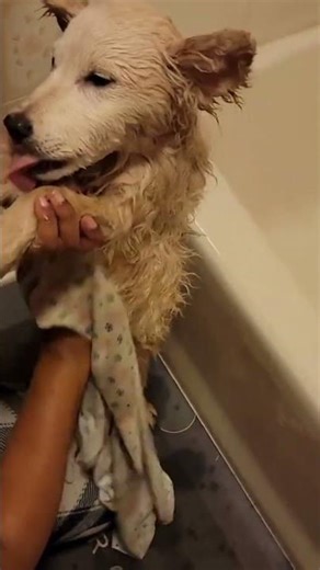 After Luca’s First Bath 🐶✨ | Fresh, Fluffy & All Clean