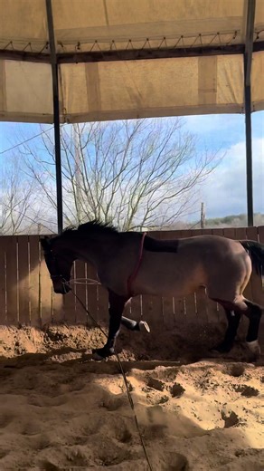Whoooarrreyouu😍💣🙏🏽 #conthargos #contaro #showjumping #myhorse @Ákos Makoviczki