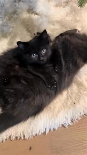 Ashley Saldana on Instagram: "Still process the huge loss of Frankie. It’s always so amazing what a tiny little kitten is able to do to your heart. She was such a little angel. 12 weeks was not long enough, but I promise we will honor her life. Thank you all for your support ❤️❤️ #Kitten #cat #kitty #cats #cats_of_instagram"