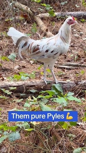 These 2 blue brothers have definitely sprung up over the last few months they are looking like they are going to be some monsters in a few more months! 🔥🔥 #gamefowlbreeder #sabongislife #gallos #backyardchickens #chickens #rooster #gamefowl | Kenzie Gamefowl Farm